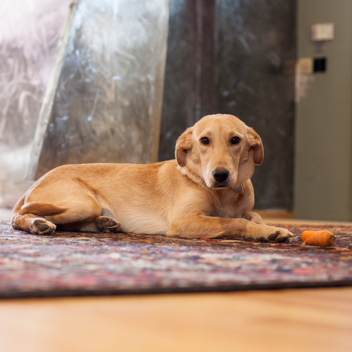 Meet Lotti – Blue Q